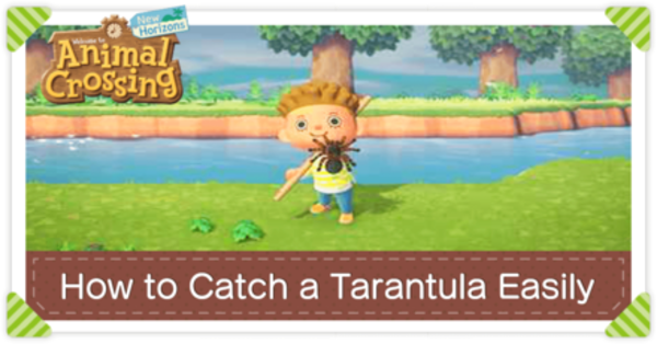 How to Catch a Tarantula Easily | ACNH - Animal Crossing: New Horizons ...