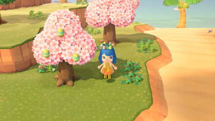 How to Get a Cherry Blossom Tree | ACNH - Animal Crossing: New Horizons ...