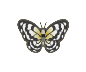 Paper Kite Butterfly Times and How to Catch | ACNH - Animal Crossing ...
