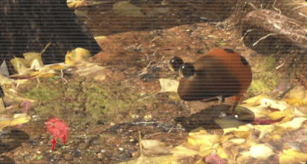 Bug-Eyed Crawmad: Locations, Weight, and How to Defeat | Pikmin 3 ...